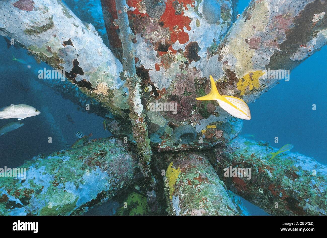 Le vivaneau Banque de photographies et d’images à haute résolution - Alamy