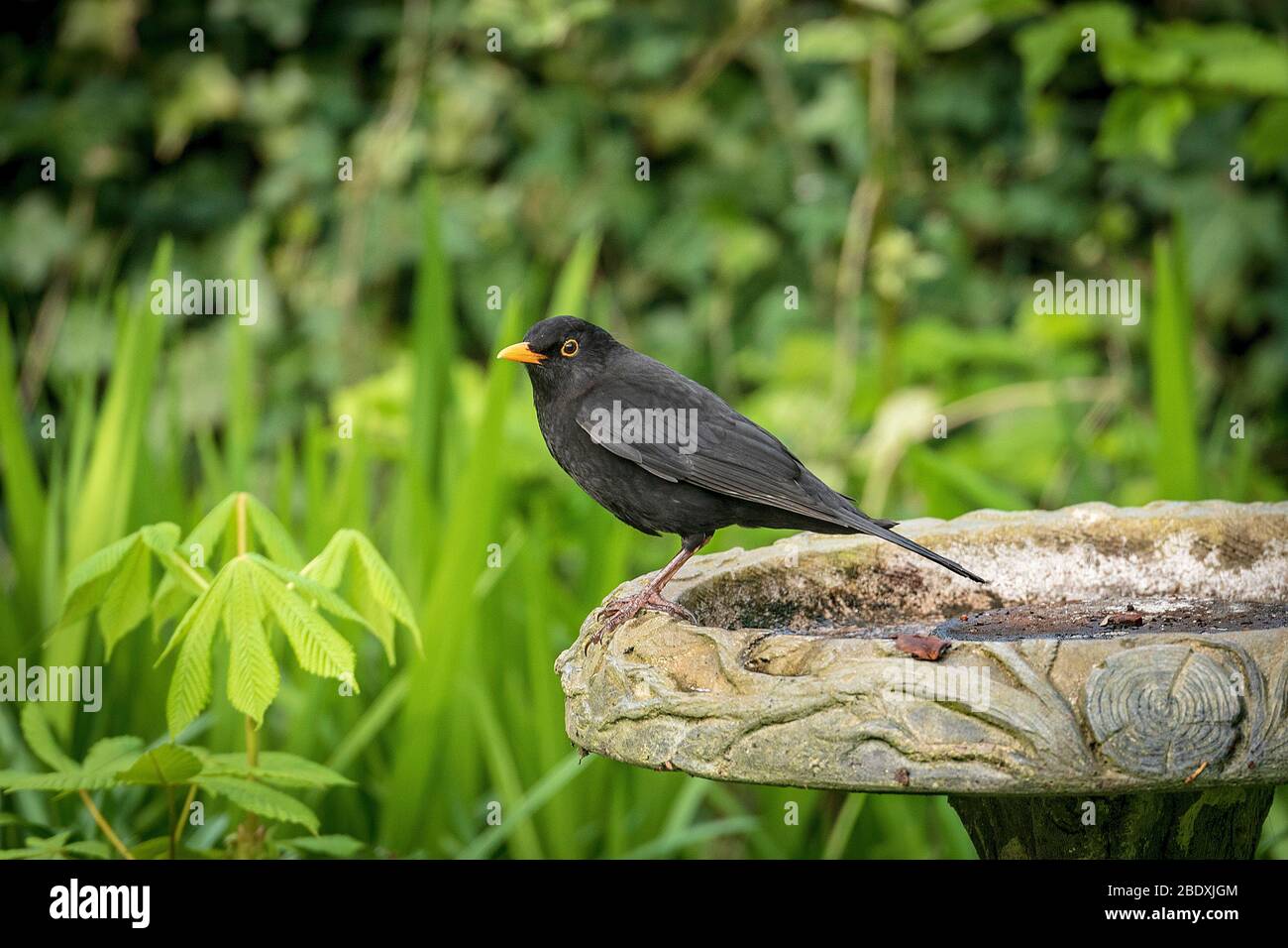 Merle male Banque de photographies et d’images à haute résolution - Alamy