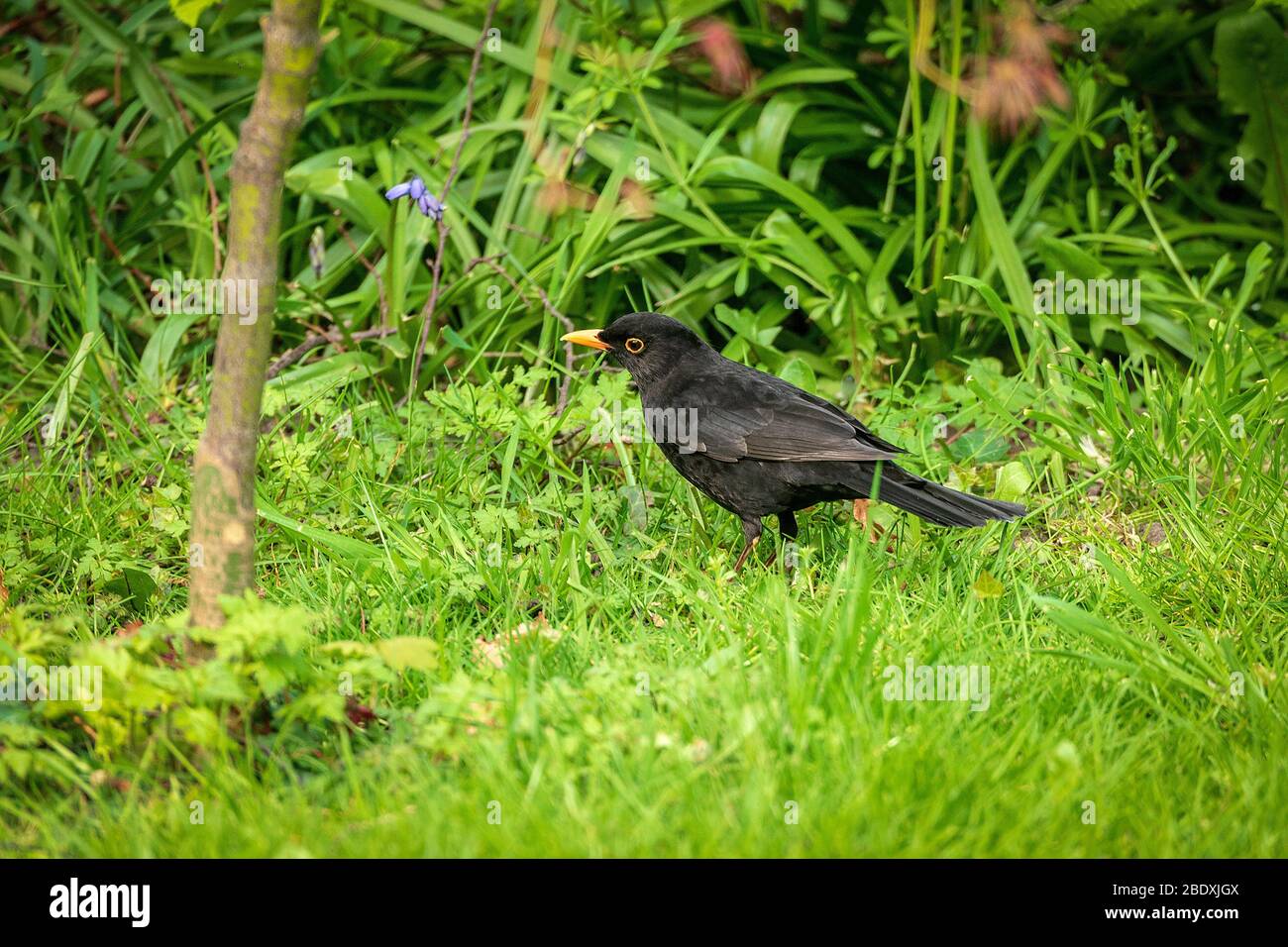 Merle male Banque de photographies et d’images à haute résolution - Alamy