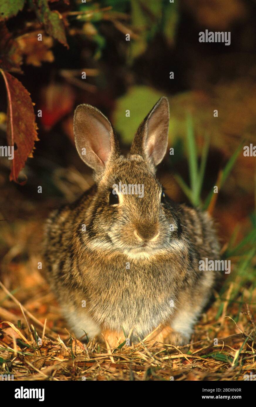 Lapin nez Banque de photographies et d’images à haute résolution - Alamy