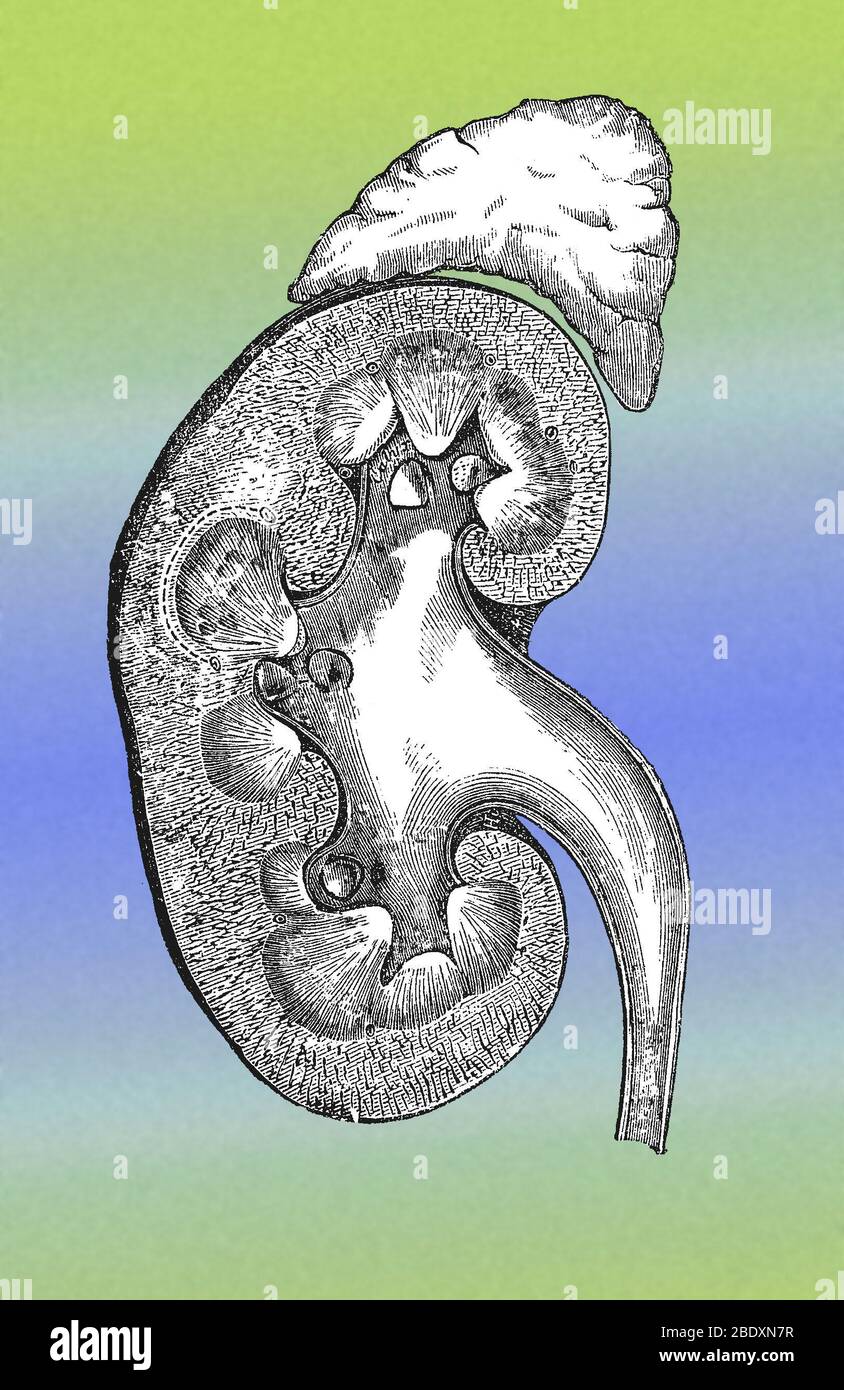 Biología de la anatomía del órgano arteria renal Banque de ...