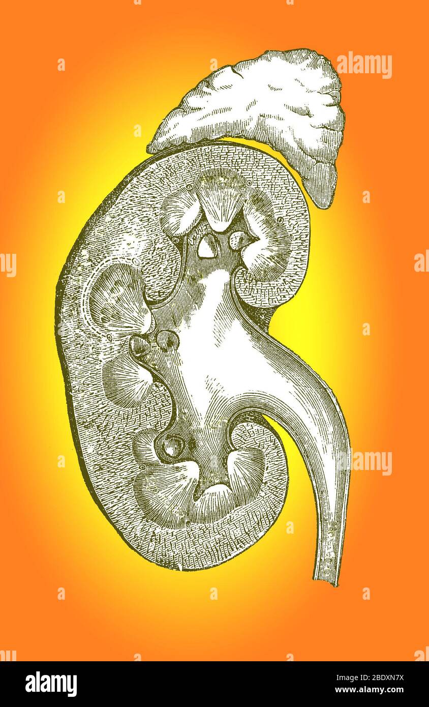 Anatomie des reins Banque de photographies et d’images à haute ...