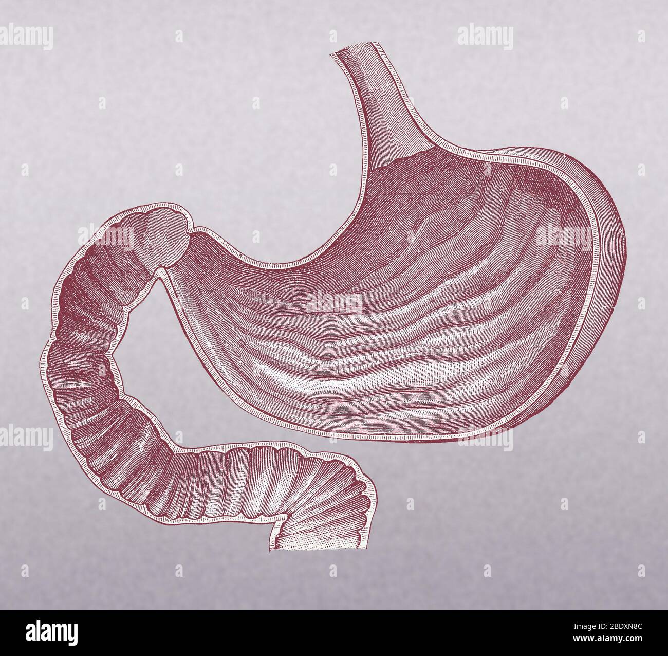 Anatomie de l'estomac Banque de photographies et d’images à haute ...