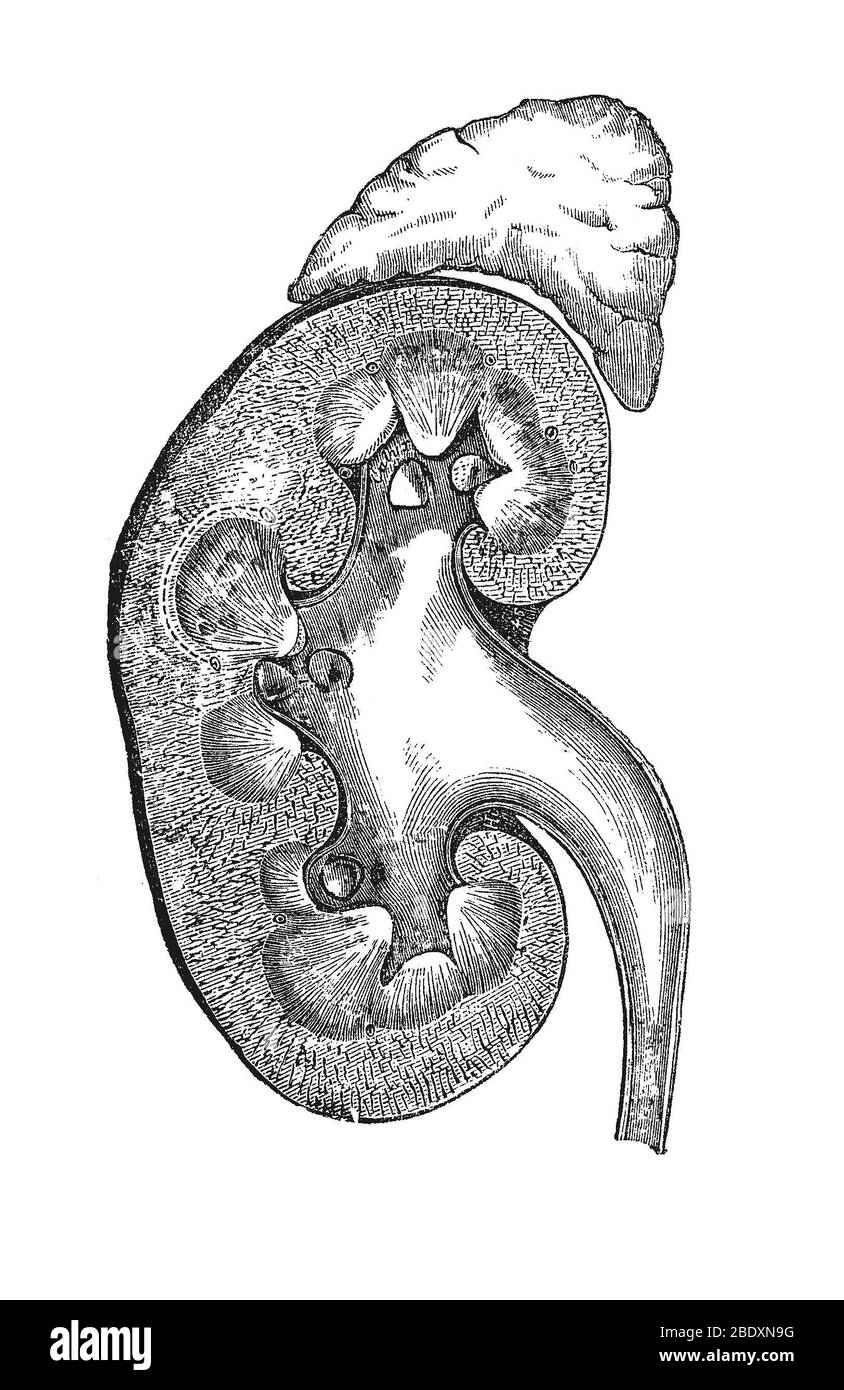 Anatomie des reins Banque de photographies et d’images à haute ...