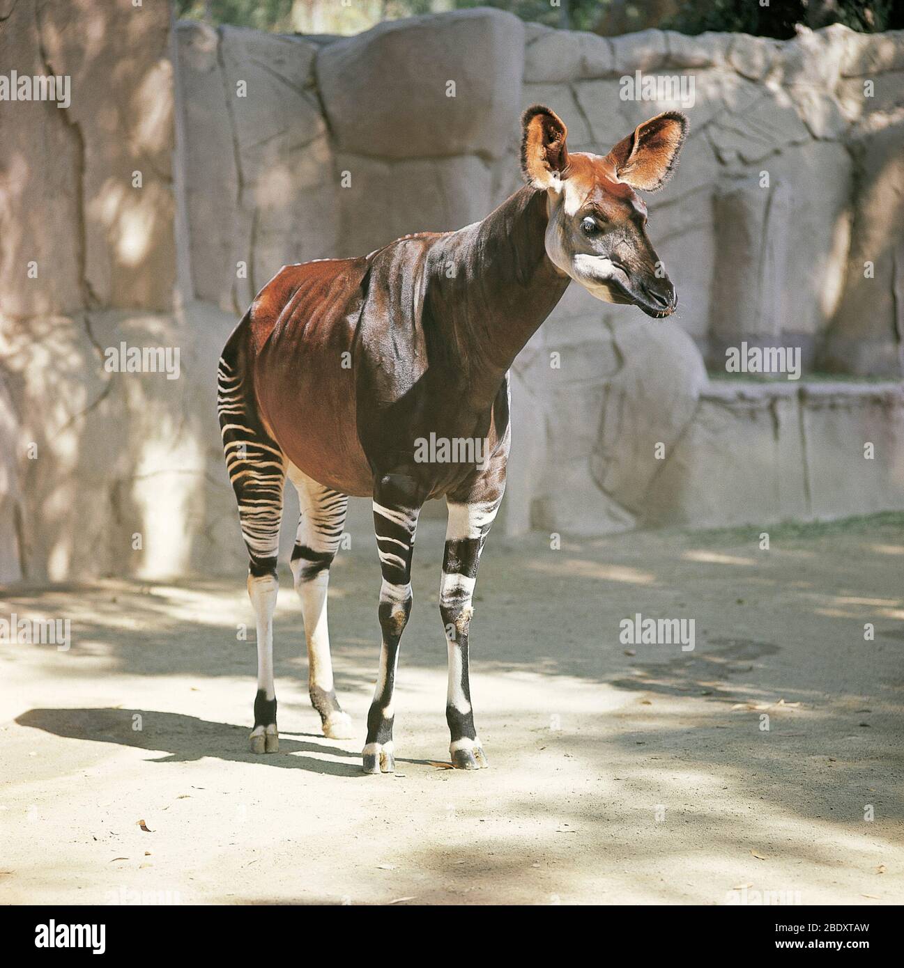 Okapi wild Banque de photographies et d’images à haute résolution - Alamy