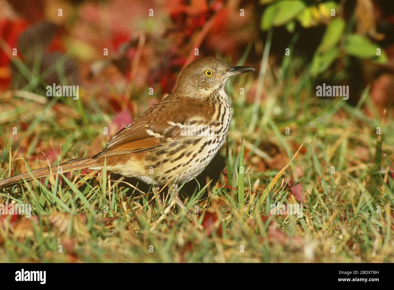 Oiseau connecticut Banque de photographies et d’images à haute ...