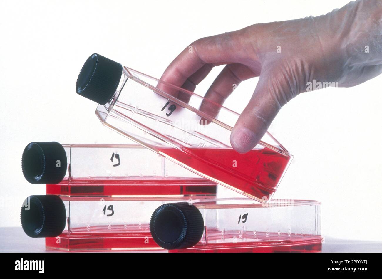 Tissue culture cells Banque de photographies et d’images à haute ...