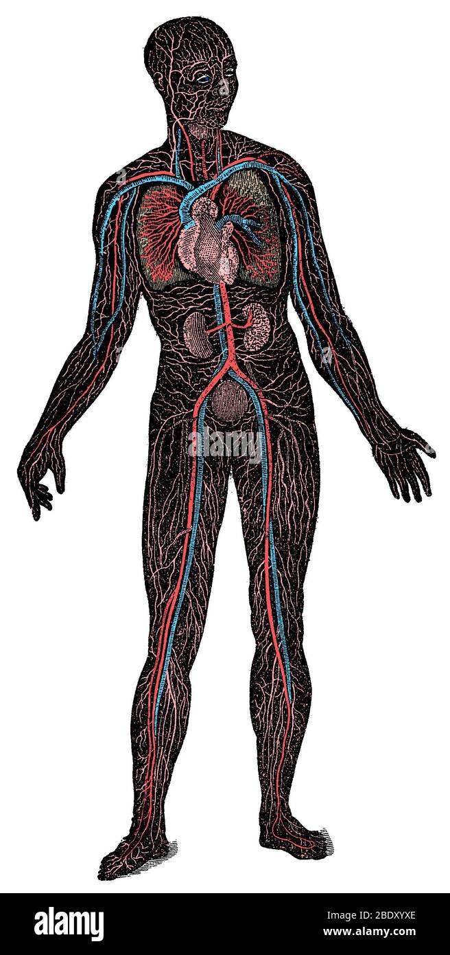 Human cardiovascular system Banque de photographies et d’images à haute ...