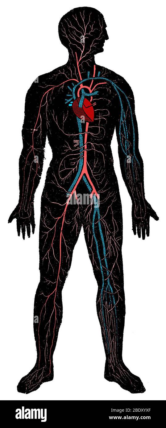 Système cardiovasculaire Banque de photographies et d’images à haute ...