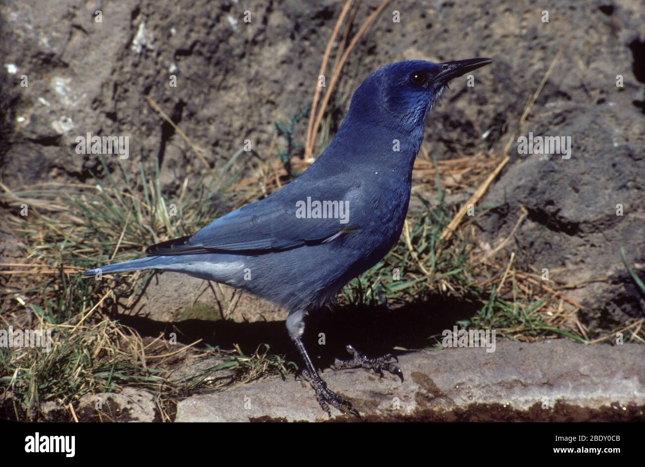 Pinyon jay Banque de photographies et d’images à haute résolution - Alamy