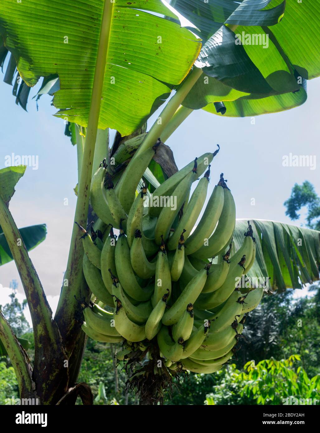 Banana fruit tree Banque de photographies et d’images à haute ...