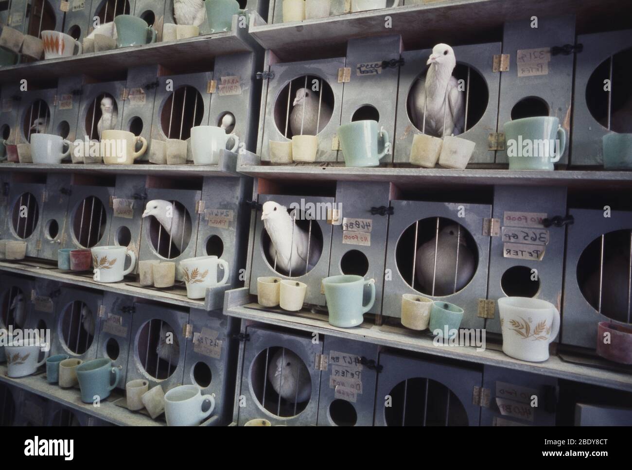 Pigeon dans la boîte de skinner Banque de photographies et d’images à ...