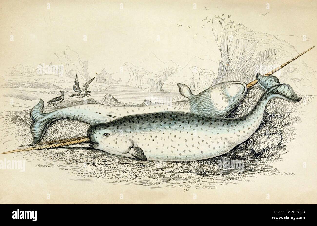 Licorne de mer Banque de photographies et d’images à haute résolution ...