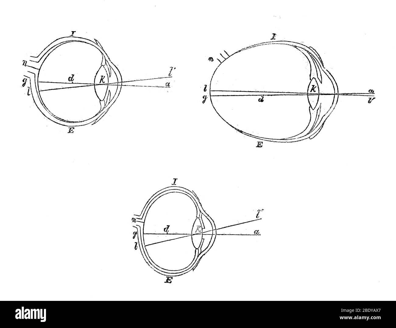 Le schéma de l’œil et la vision Banque d'images noir et blanc - Alamy