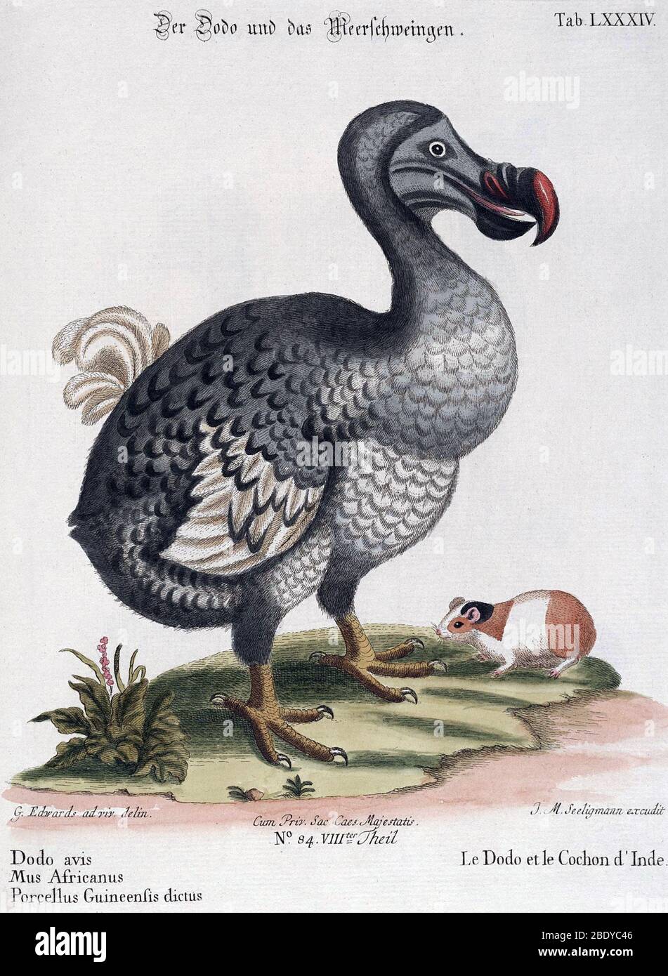 Dodo oiseaux Banque de photographies et d’images à haute résolution - Alamy