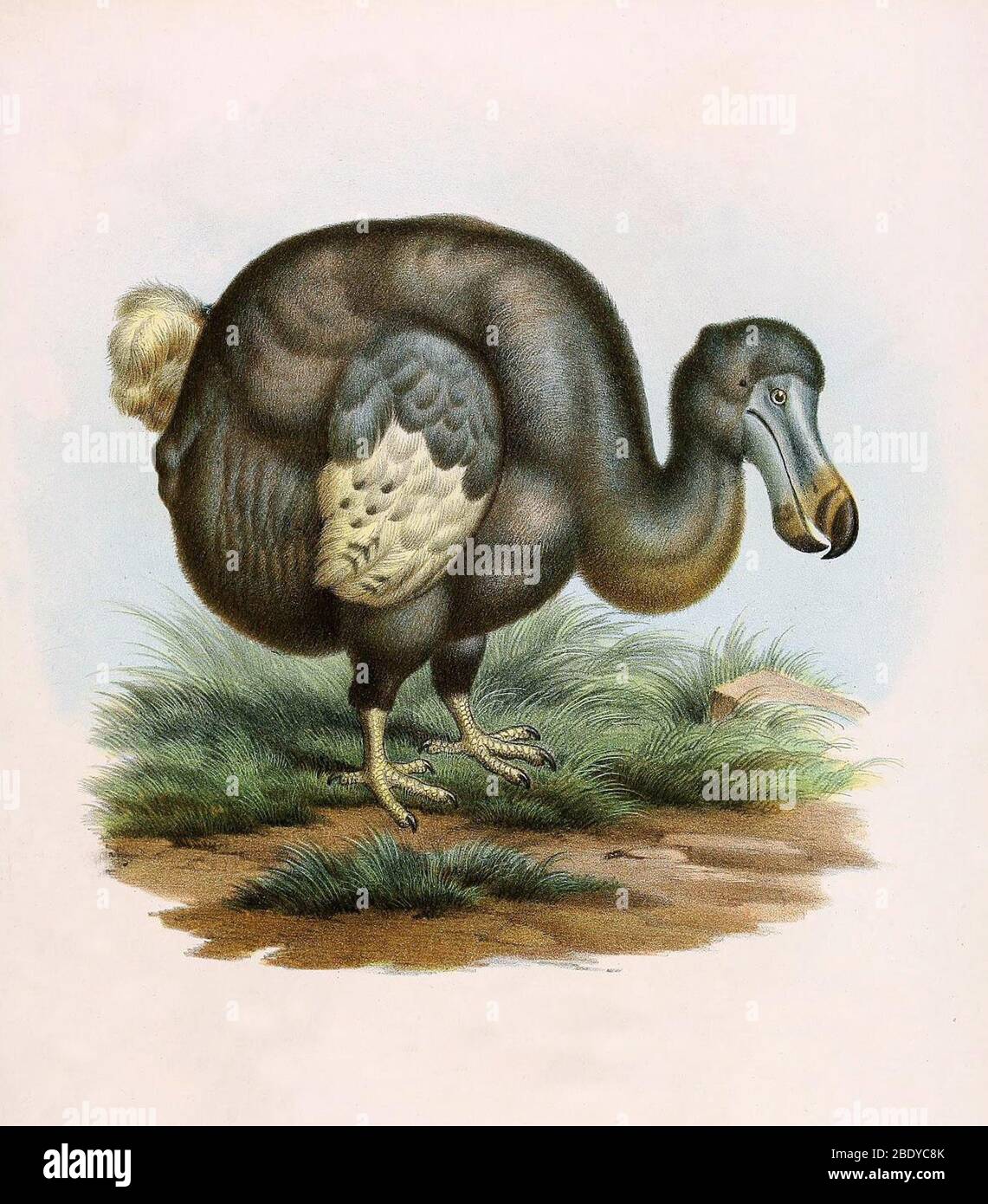 Dodo bird art Banque de photographies et d’images à haute résolution ...