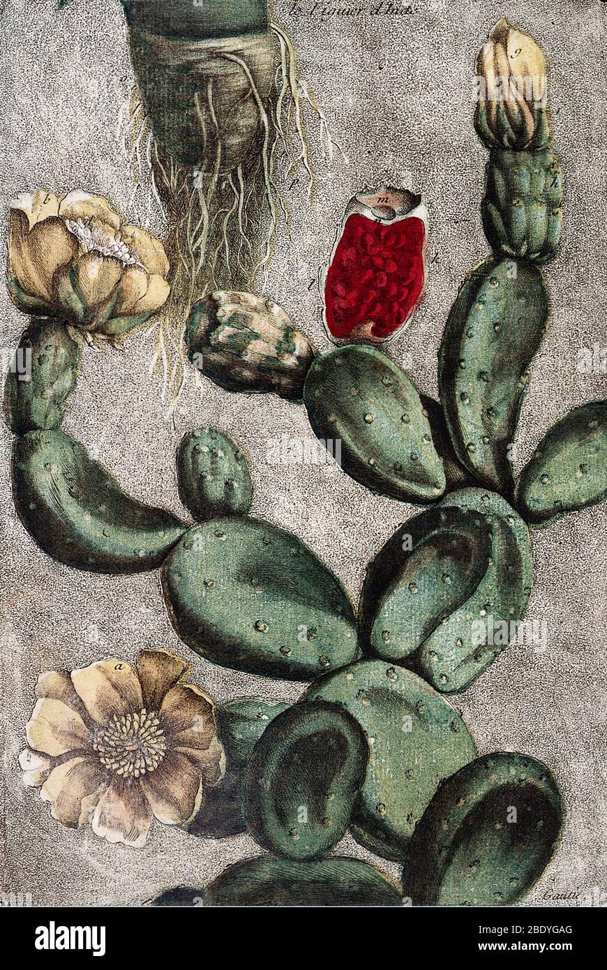 Jacques fabien gautier dagoty Banque de photographies et d’images à ...