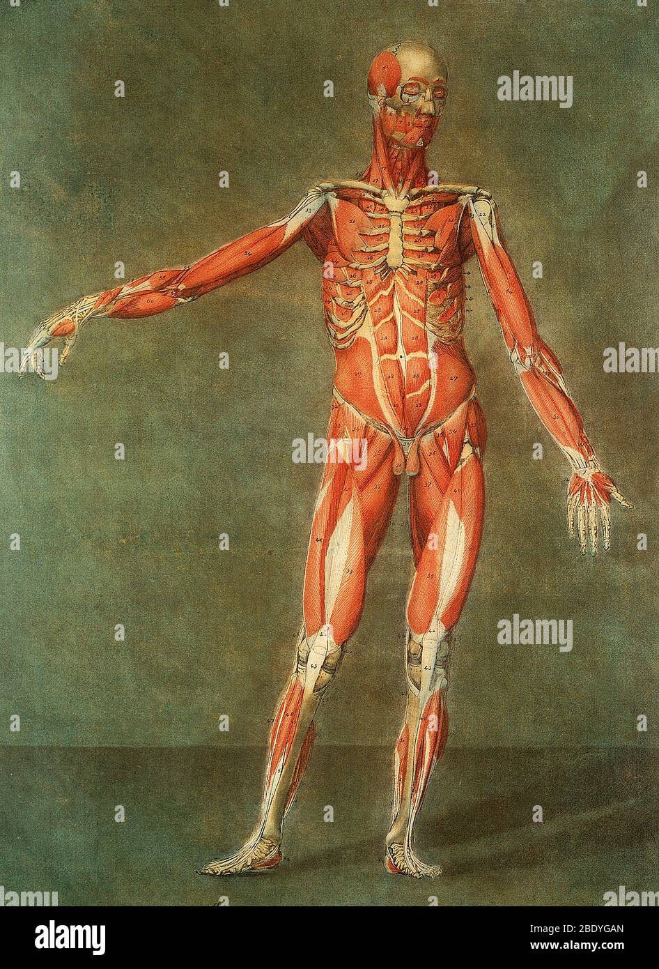 Anterior view of the muscles Banque de photographies et d’images à ...