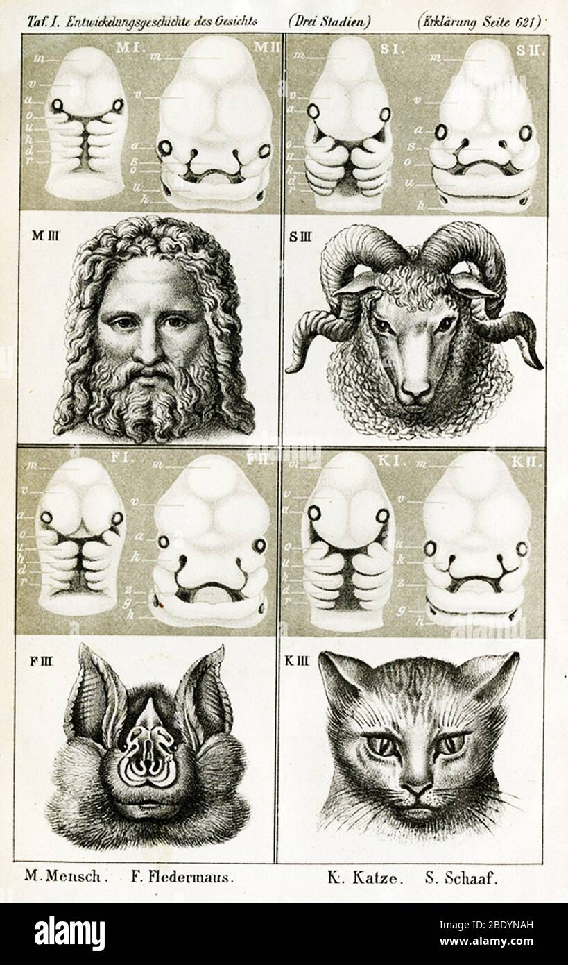 Haeckel evolution Banque de photographies et d’images à haute ...