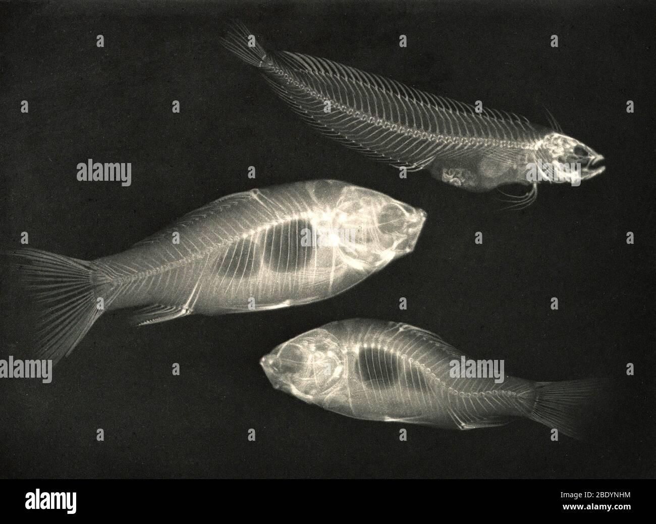 Anatomie du poisson Banque de photographies et d’images à haute ...