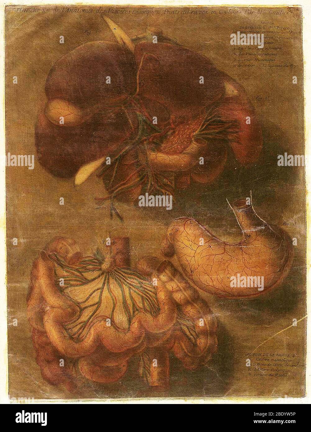 Atlas anatomie corps humain Banque de photographies et d’images à haute ...
