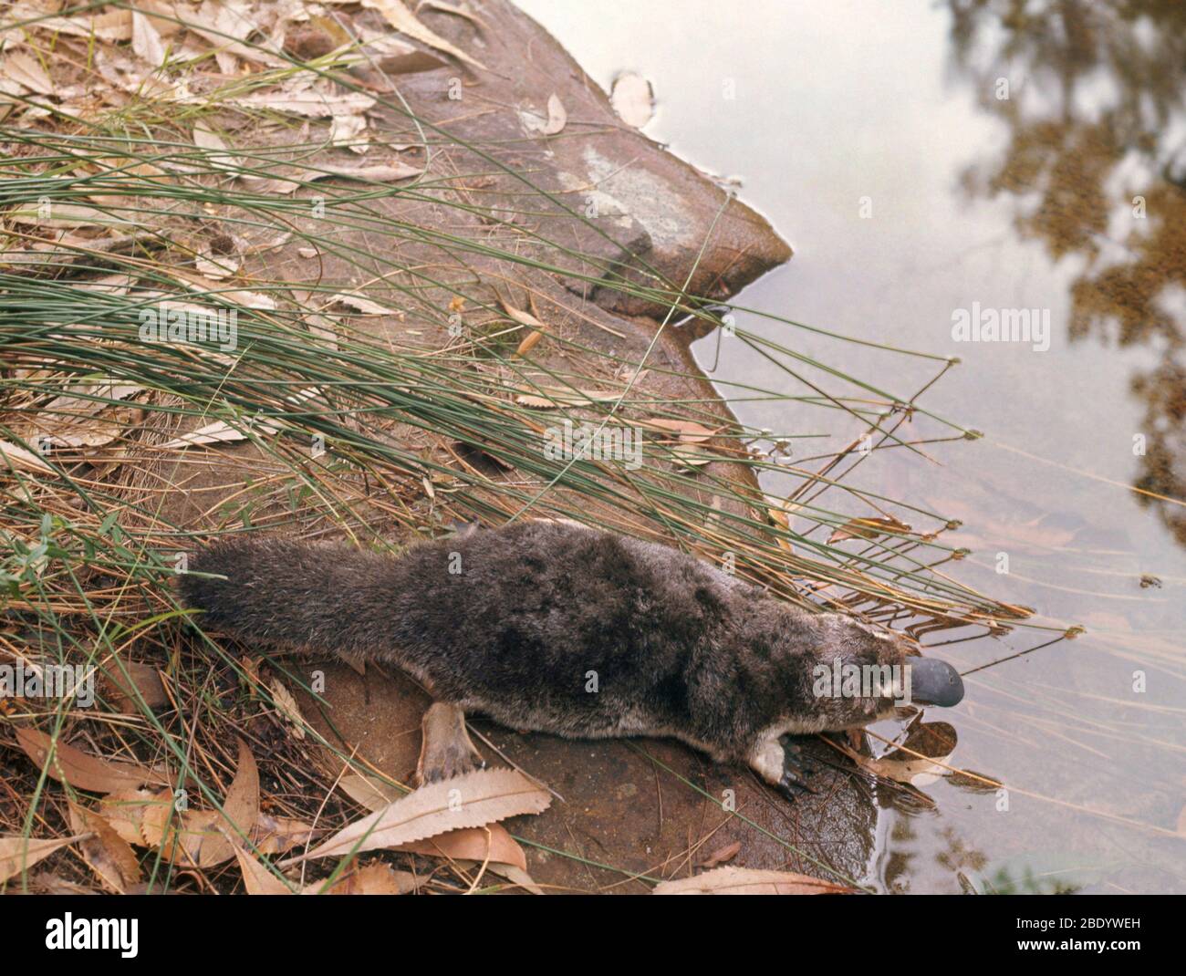 Ornithorynque sauvage Banque de photographies et d’images à haute ...