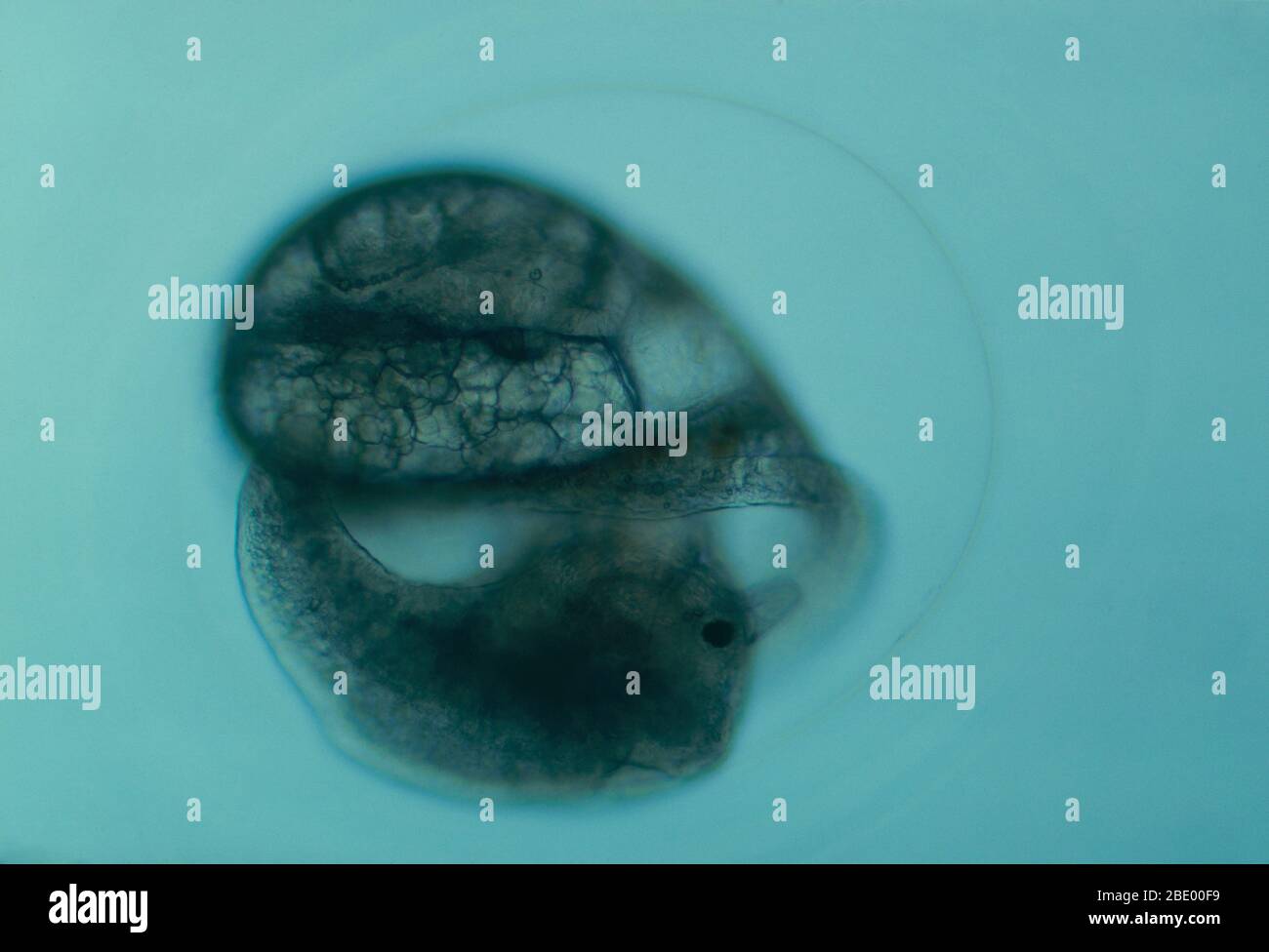 Snail reproduction Banque de photographies et d’images à haute ...