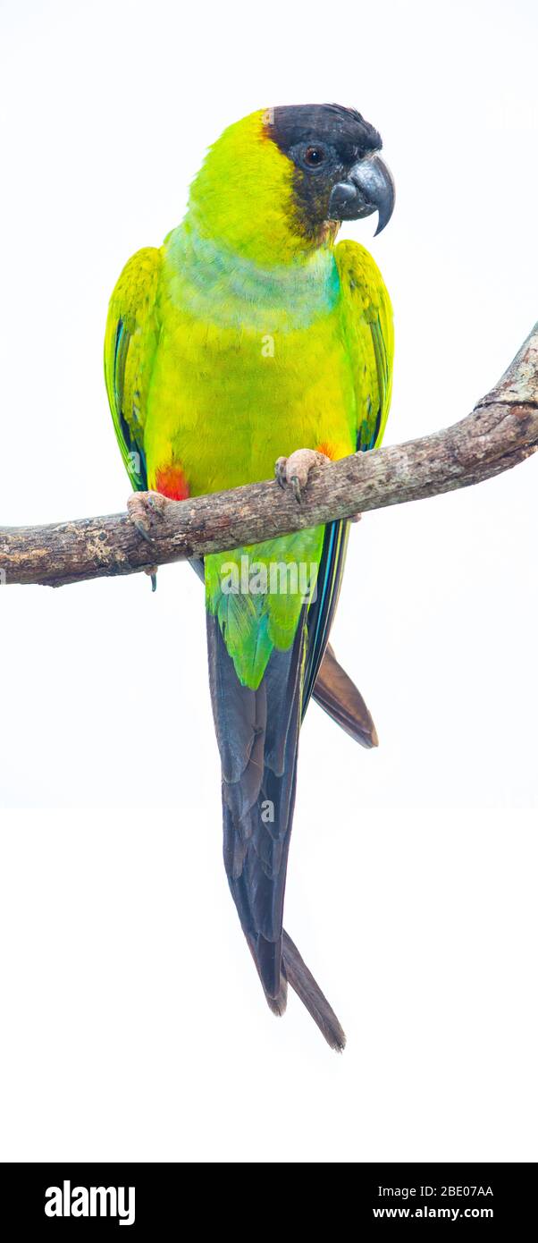 Perruche noire Banque de photographies et d’images à haute résolution ...