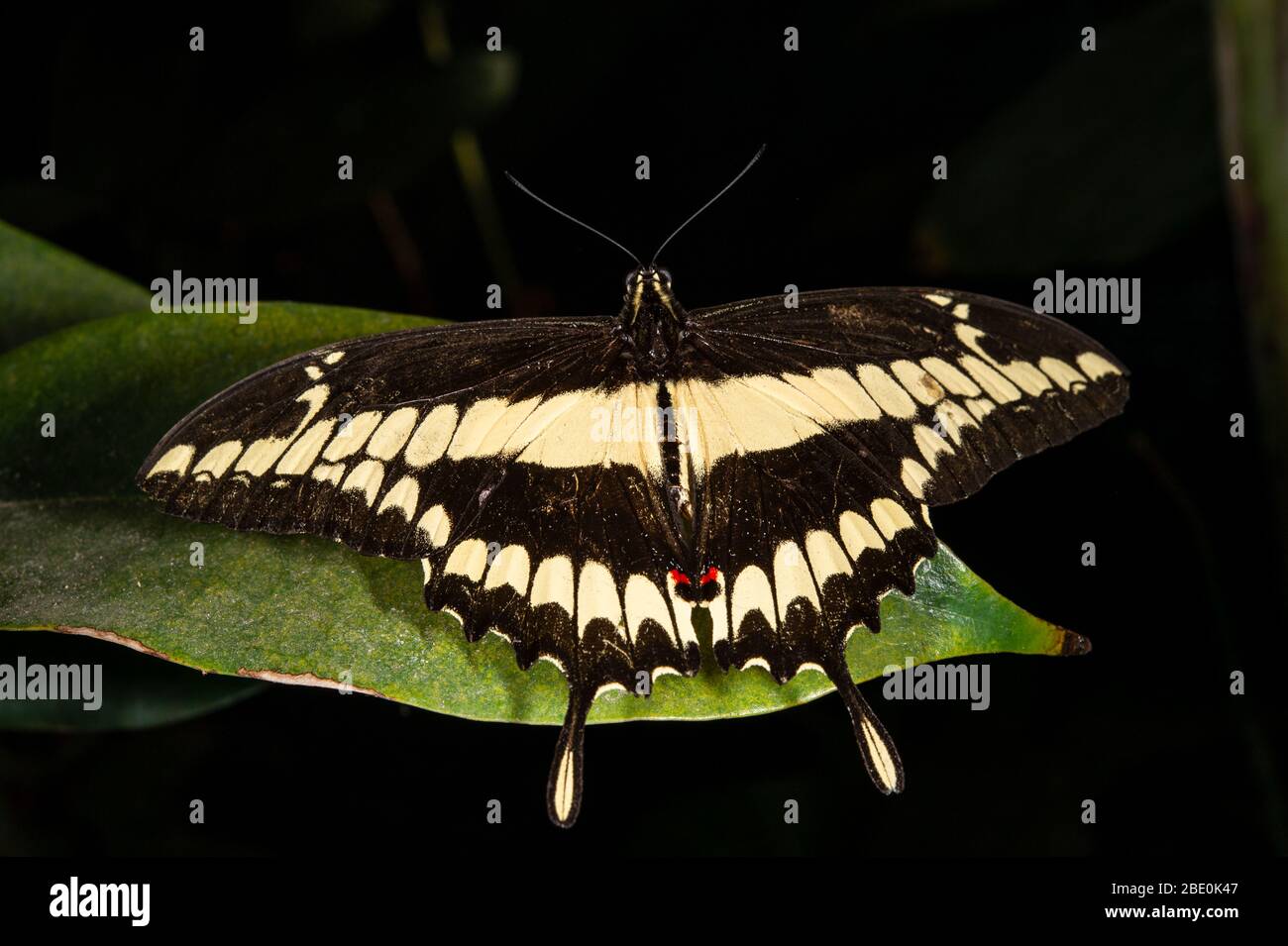 Thoas machaon heraclides thoas Banque de photographies et d’images à ...