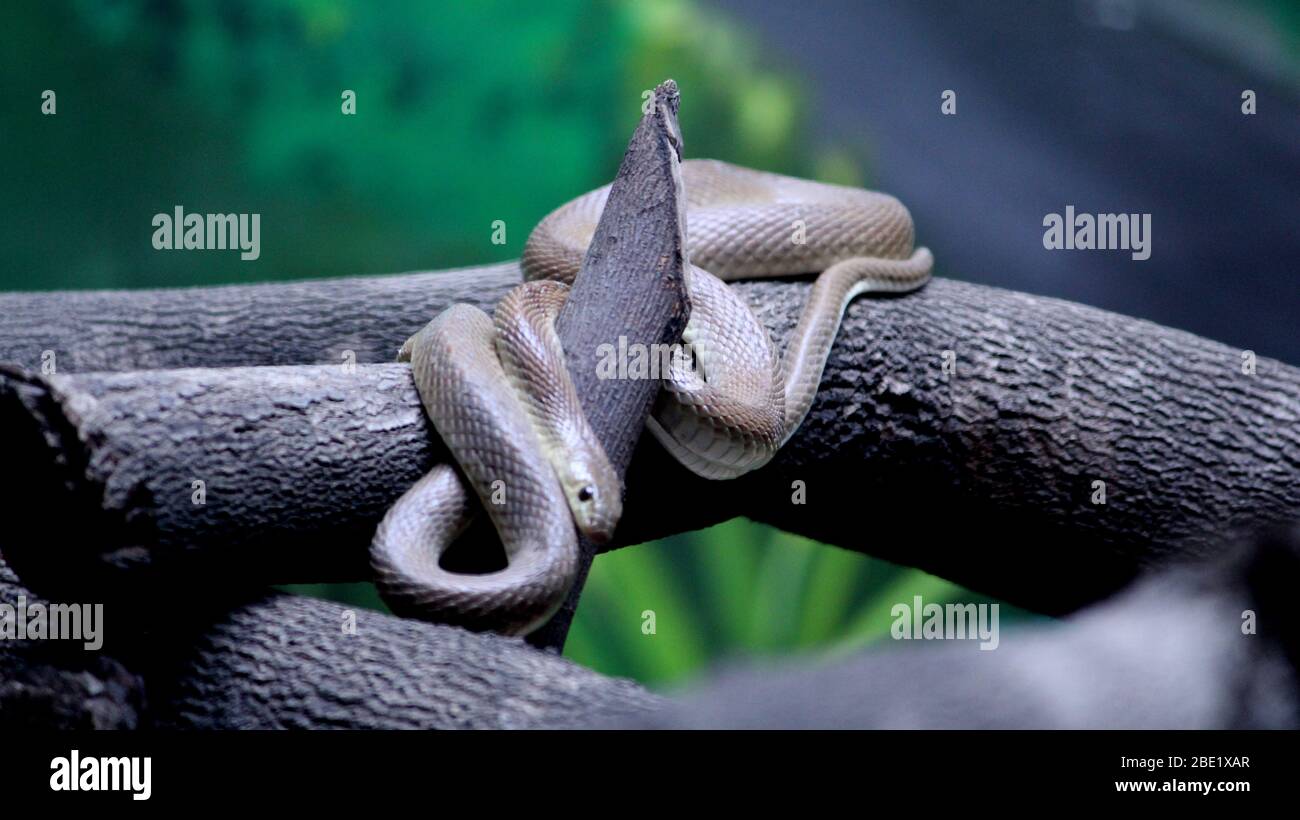 Golden tree snake Banque de photographies et d’images à haute ...