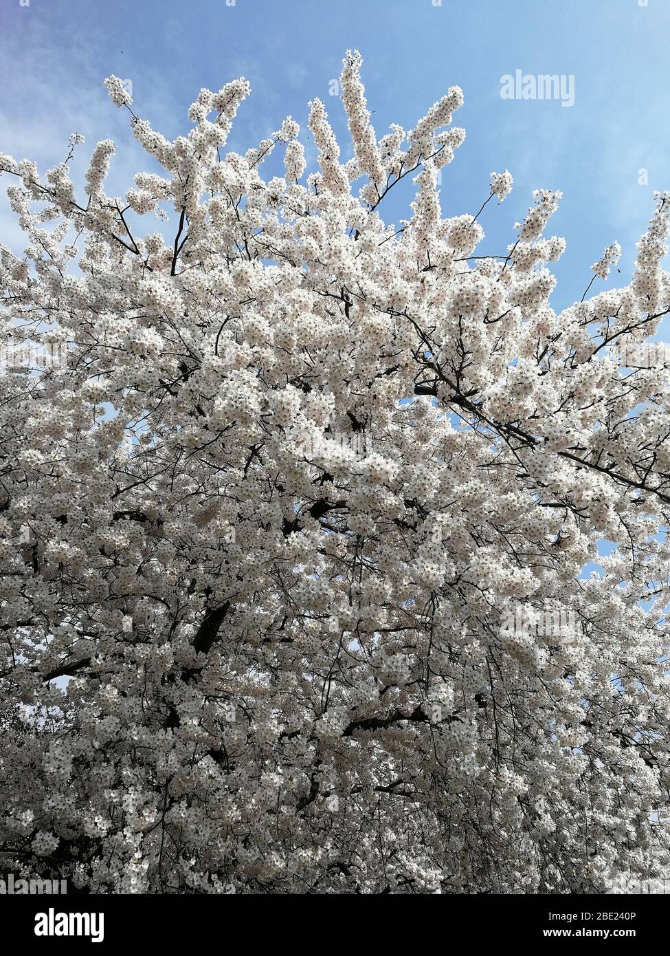 Arbre en fleurs au printemps Banque de photographies et d’images à ...