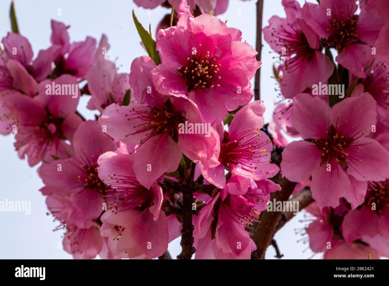 Fleurs de pêcher Banque de photographies et d’images à haute résolution ...