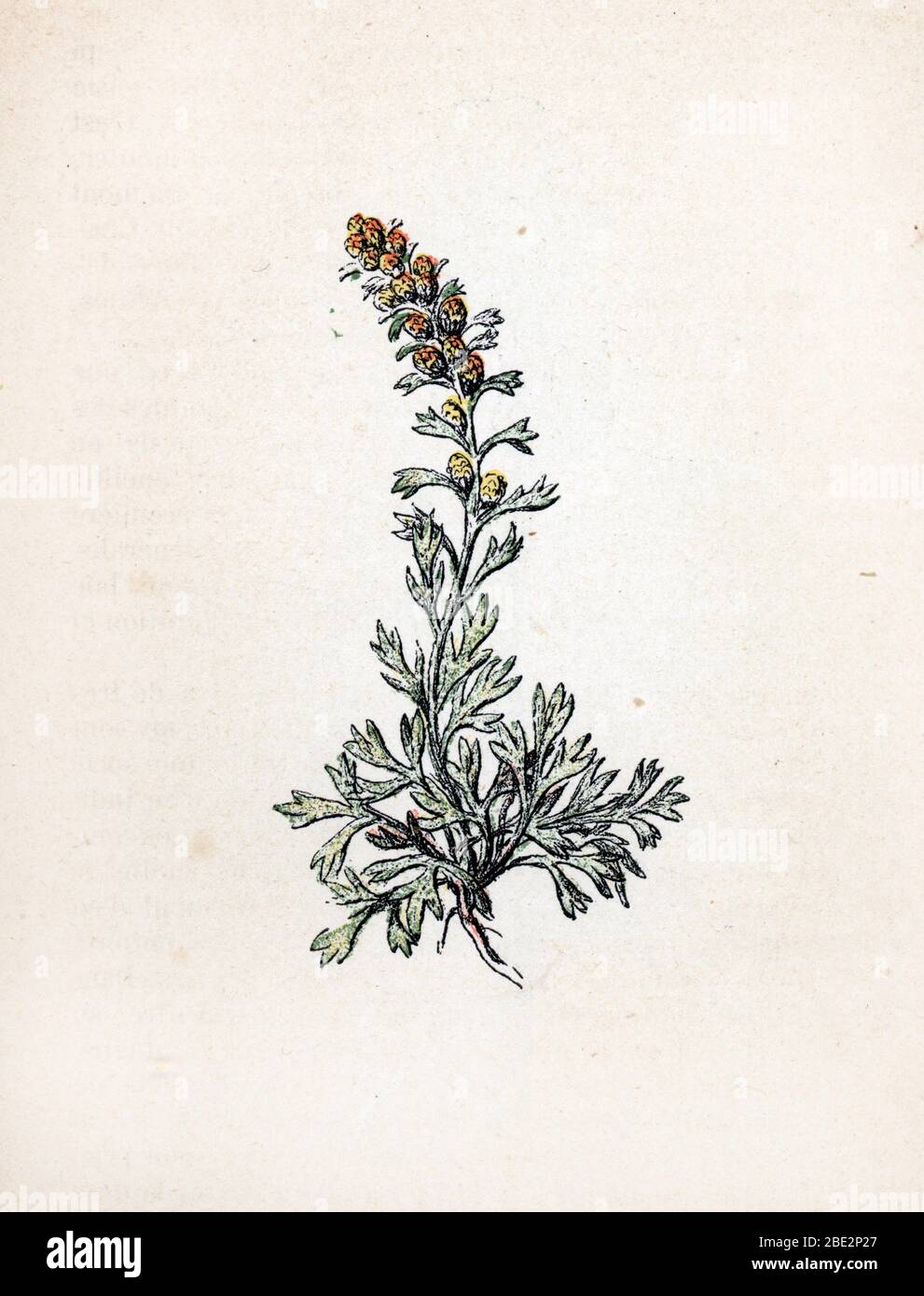 'Genepi' (Artemisia spicata) (Genepy ou Genipi) planète de botanique ...