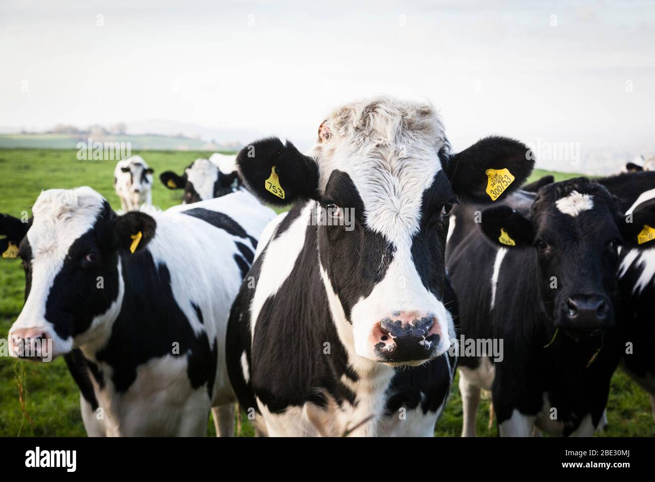 Vaches en noir et blanc Banque de photographies et d’images à haute ...