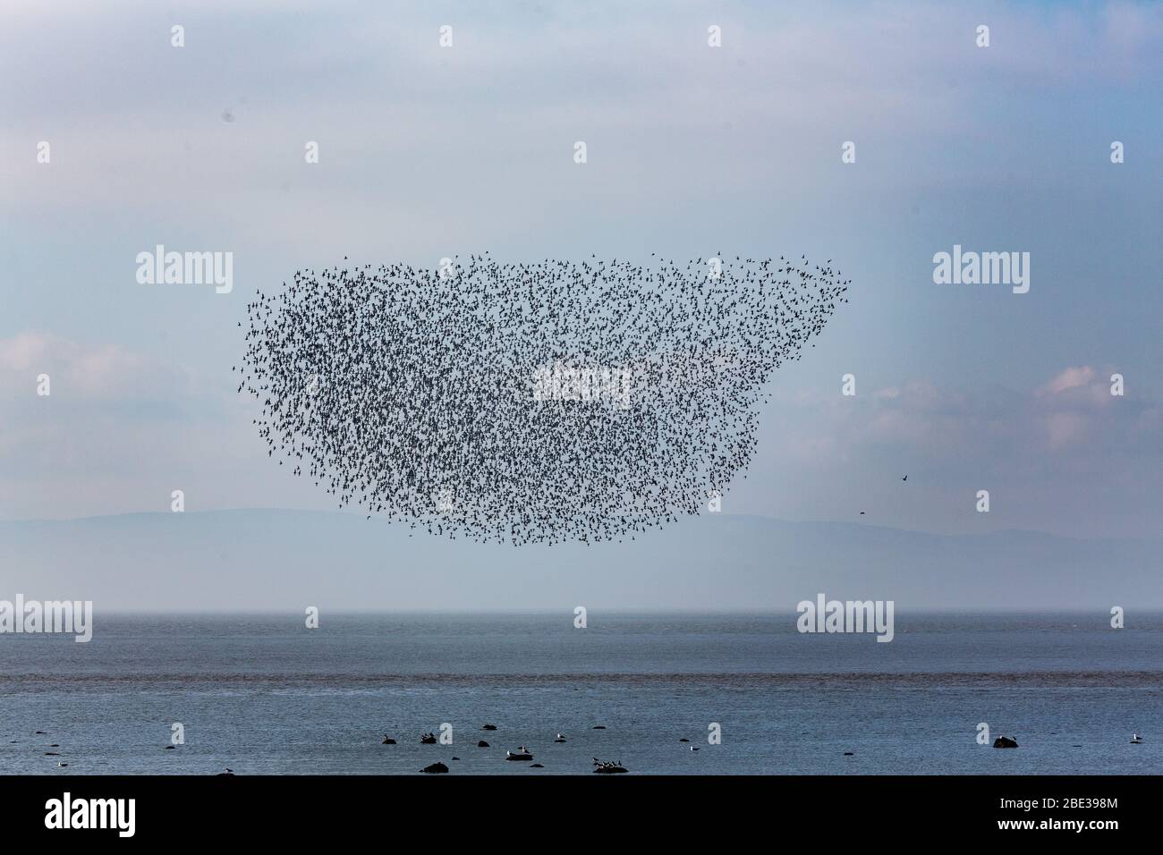 Morecambe Bay, Lancashire, Royaume-Uni. 11 avril 2020. Dunlins massé ...