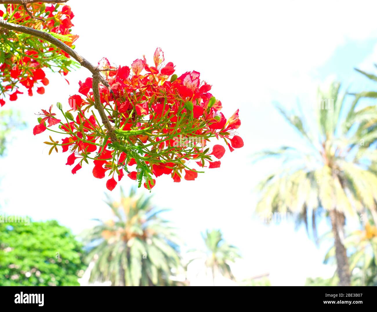 Delonix regia flamboyant tree Banque de photographies et d’images à ...