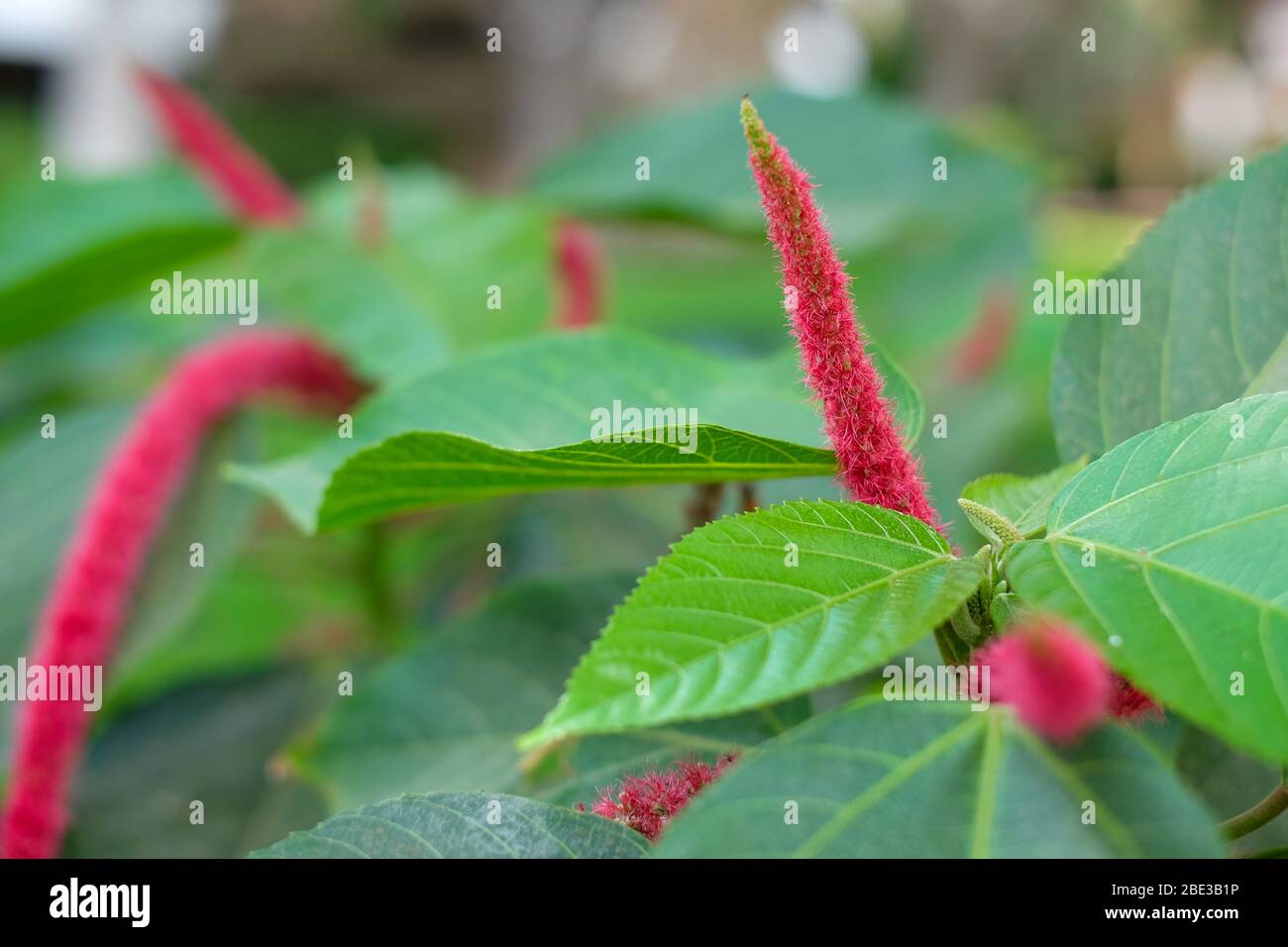 Belles fleurs rouges avec espace de copie Banque de photographies et d ...