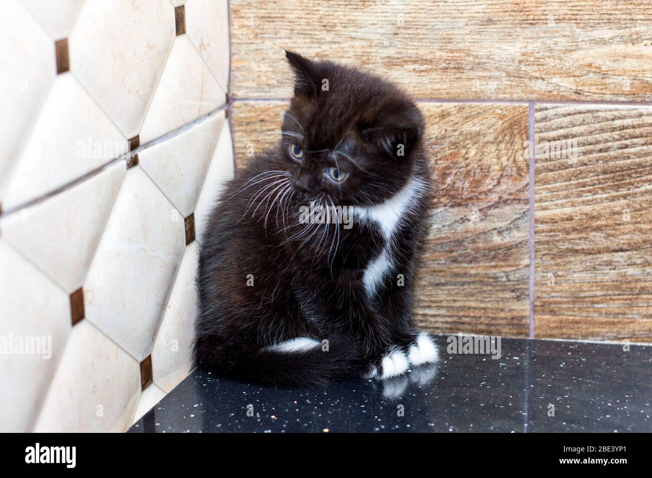 Chat curieux assis sur le mur Banque de photographies et d’images à ...