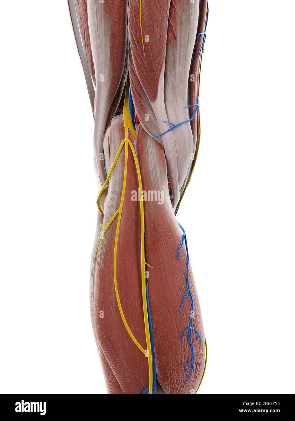 Anatomy of the knee Banque de photographies et d’images à haute ...