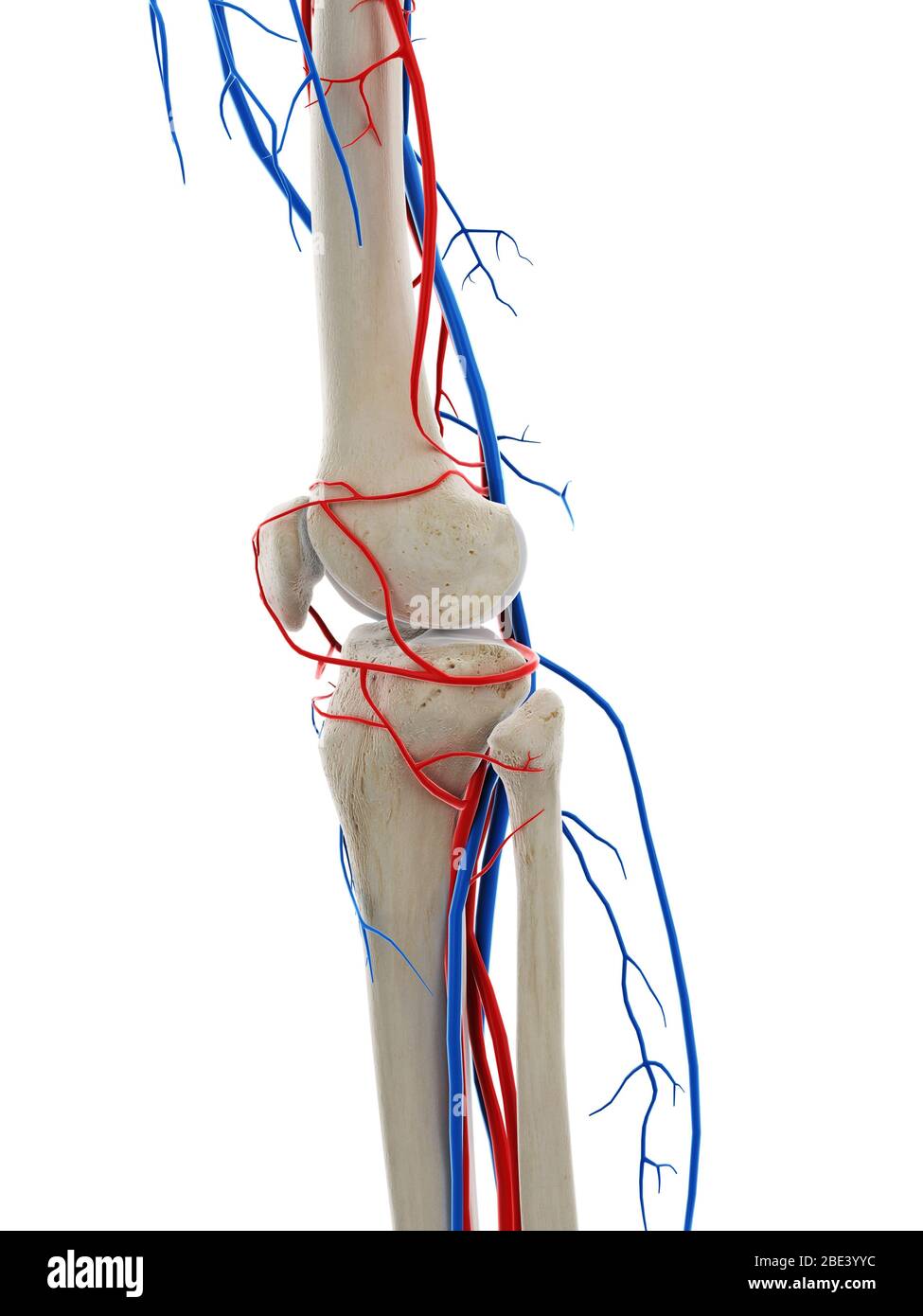 Vaisseaux sanguins du genou Banque de photographies et d’images à haute ...