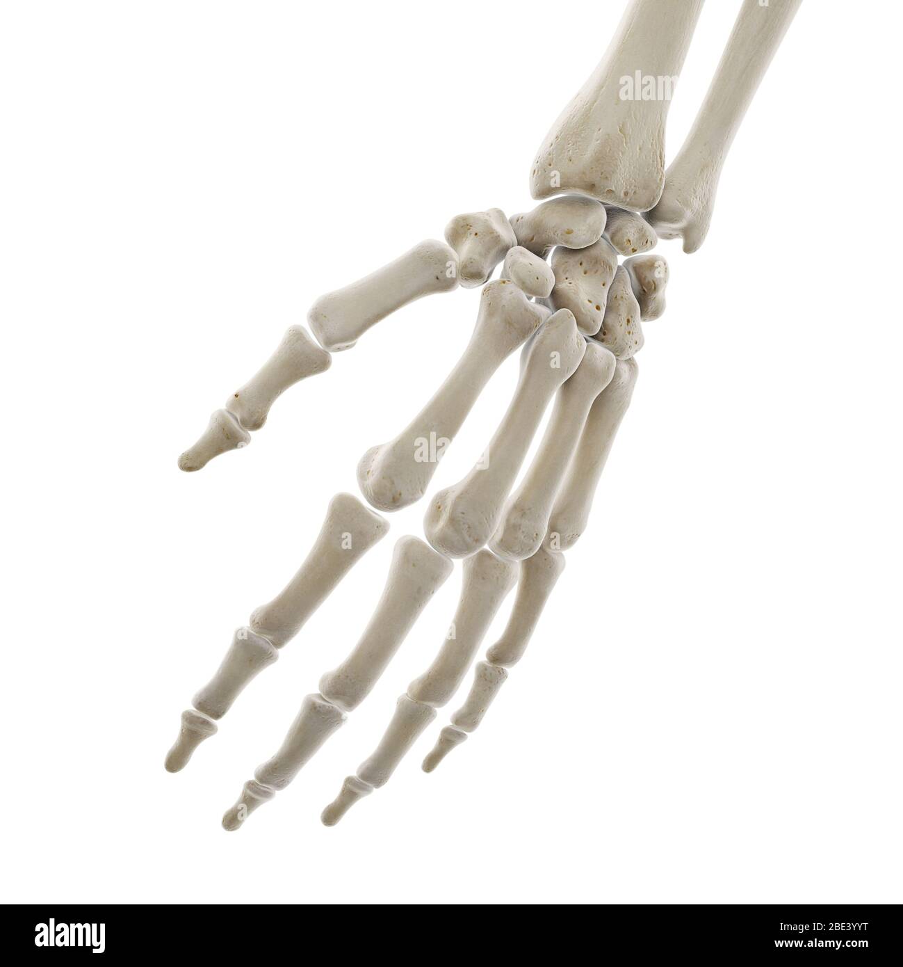 Os de la main, illustration Photo Stock - Alamy