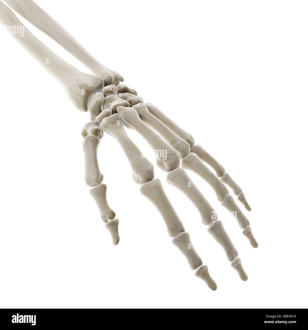 Os de la main, illustration Photo Stock - Alamy