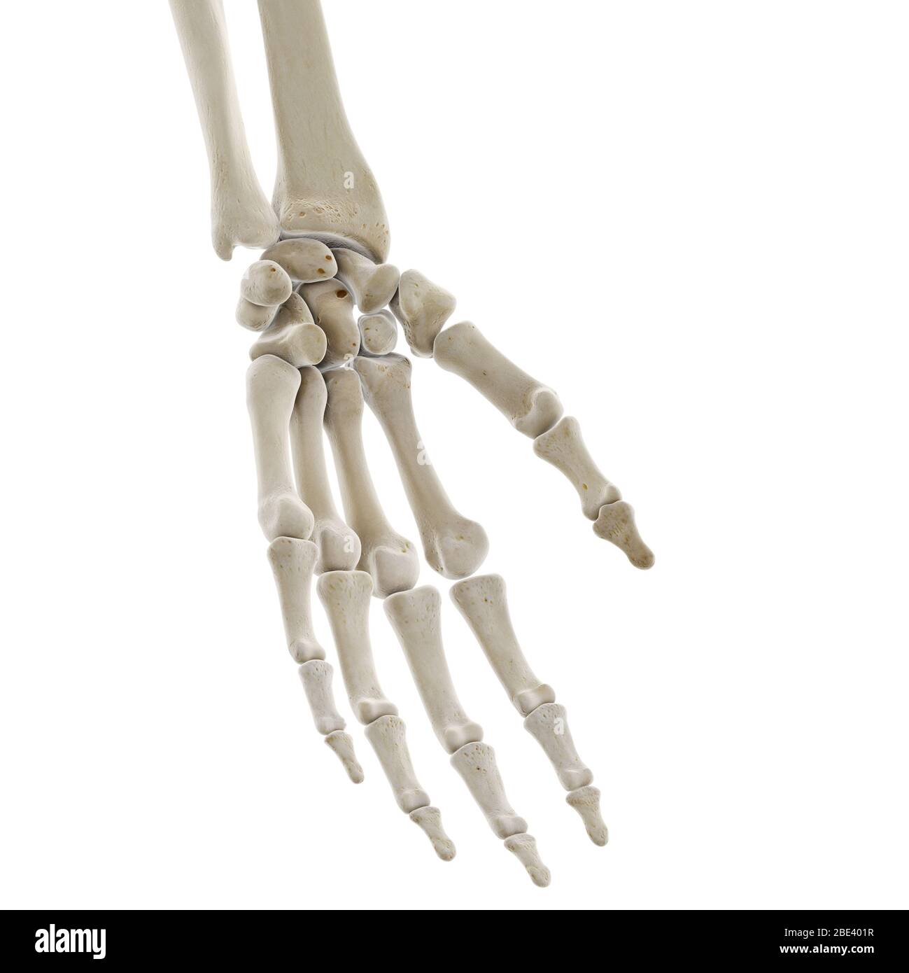 Os de la main, illustration Photo Stock - Alamy