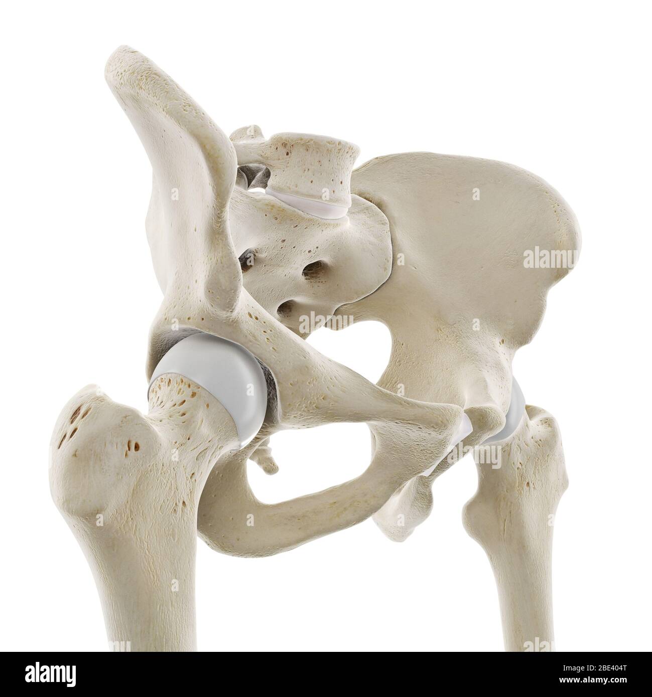 Articulation de la hanche 3d Banque d'images détourées - Alamy