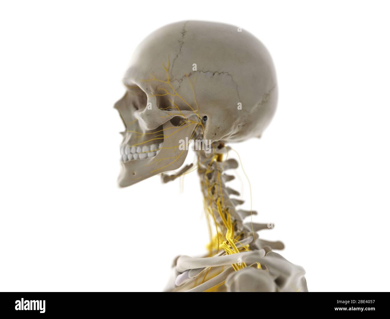 Nerfs de la tête et du cou, illustration Photo Stock - Alamy