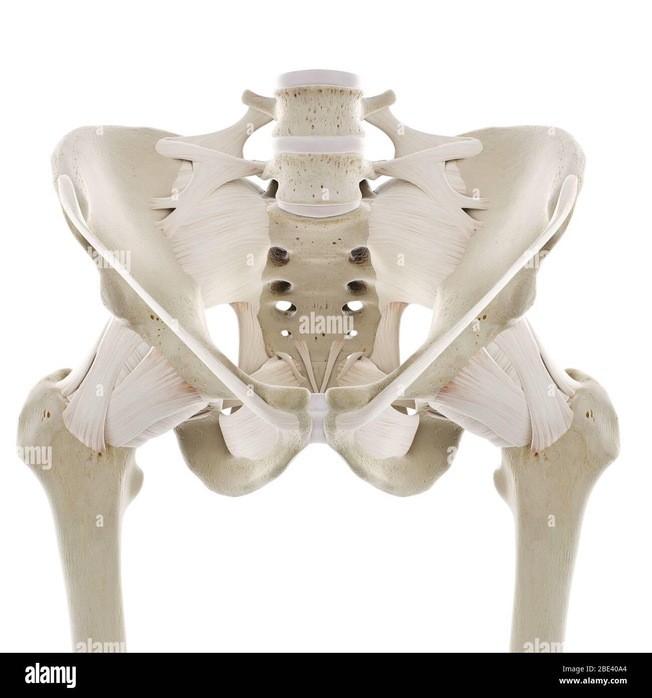 Ligaments de la hanche Banque d'images détourées - Alamy