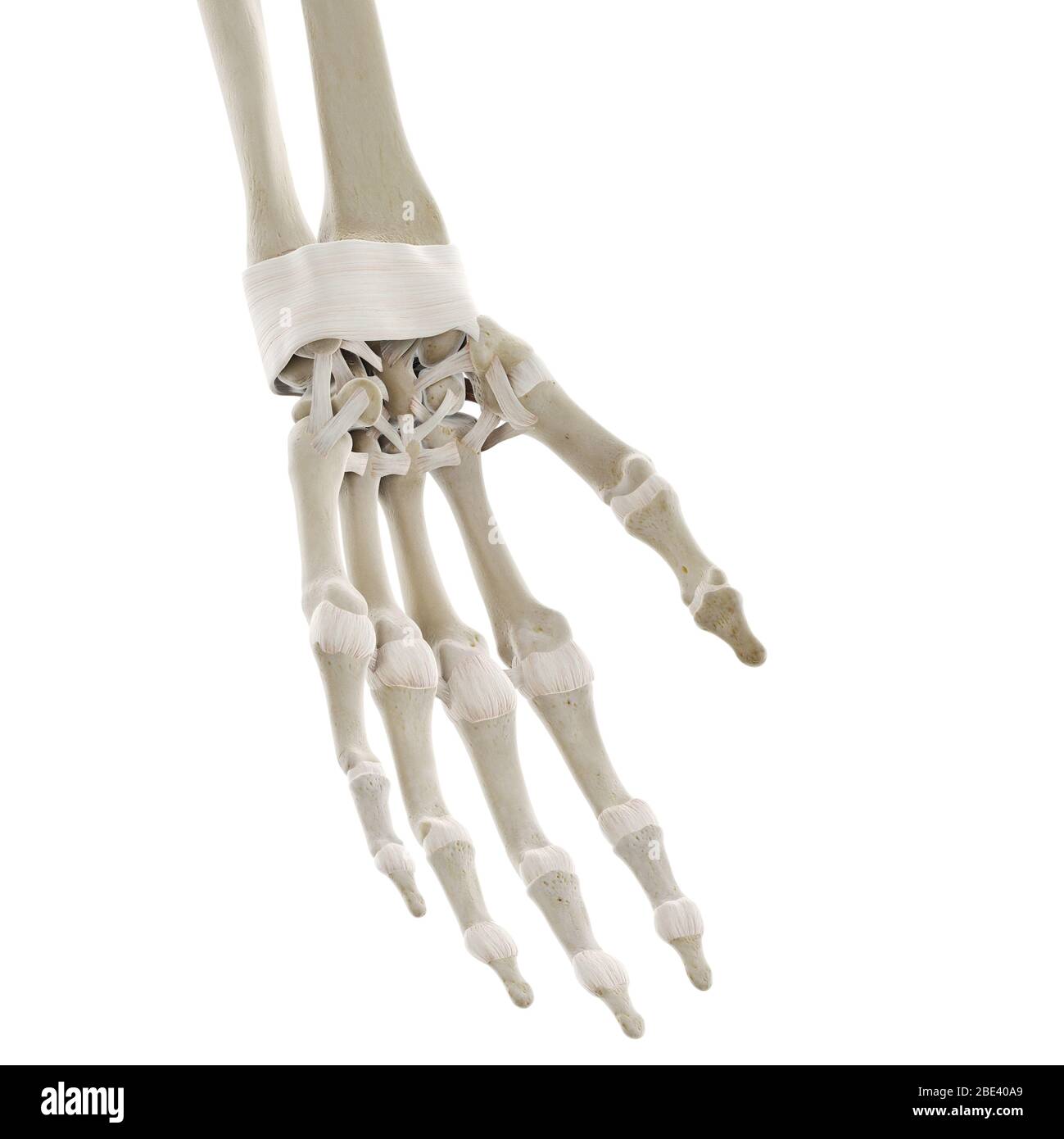 Ligaments de la main Banque d'images détourées - Alamy