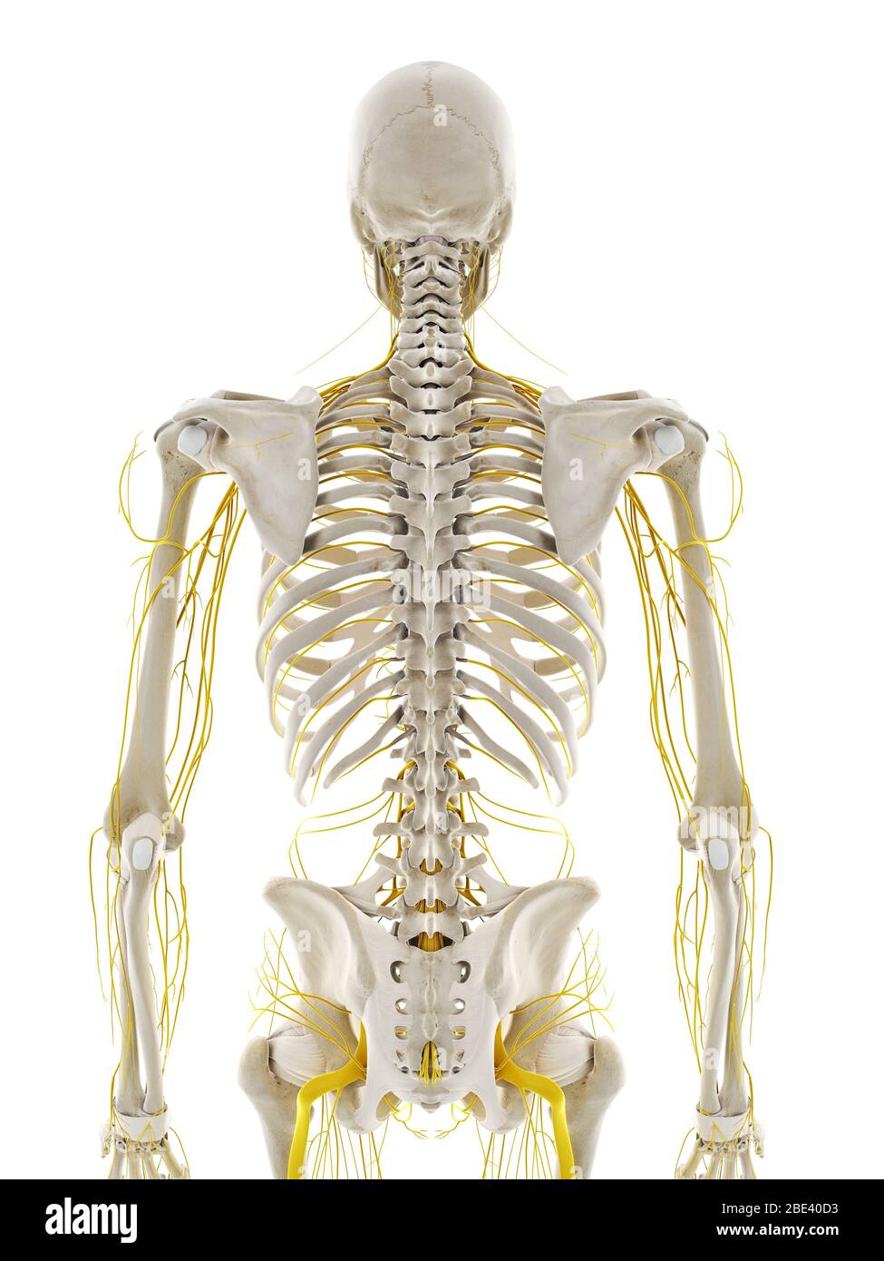 Anatomie du haut du corps de dos Banque d'images détourées - Page 2 - Alamy