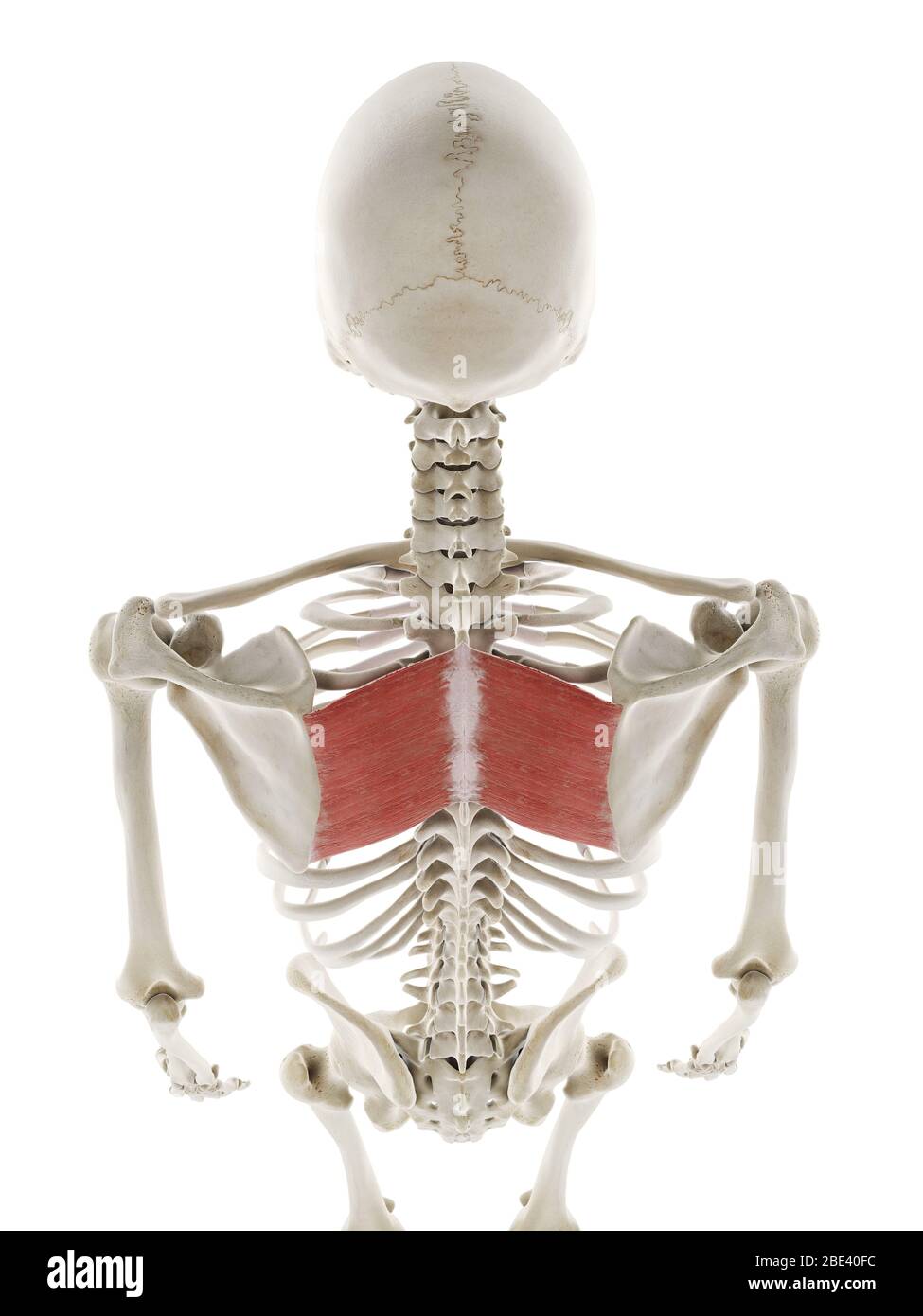 Anatomie du muscle majeur rhomboïde Banque d'images détourées - Alamy