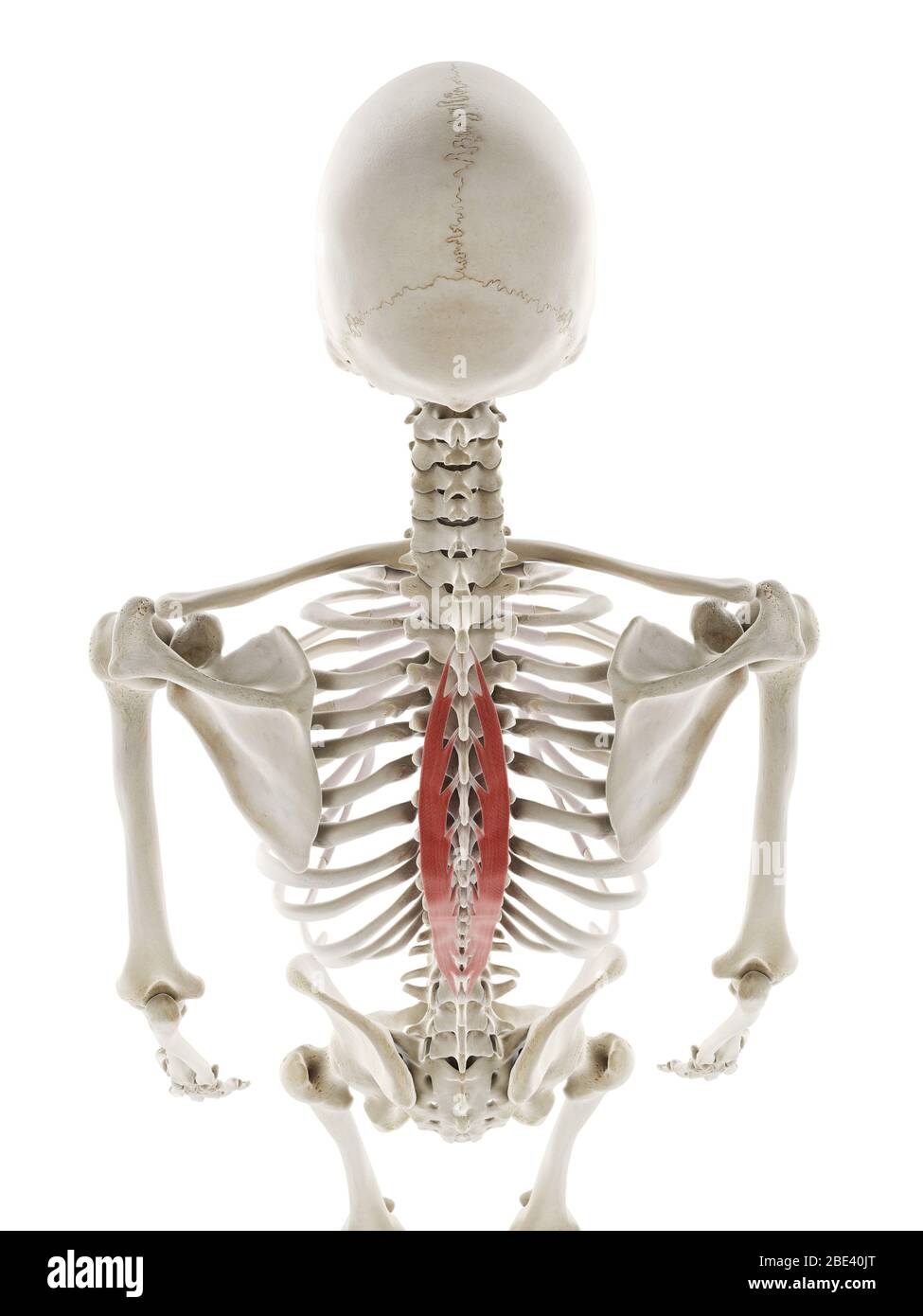 Spinalis thoracis muscle Banque de photographies et d’images à haute ...